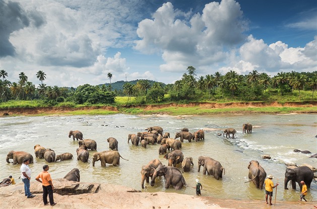 Užij si slona, kup si slona. Výlet do sloního ráje na Srí Lance - iDNES.cz