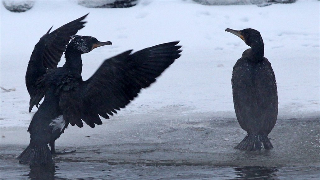 Petardy ani myslivci nepomáhají. Kormoráni dál plundrují jihočeské ...