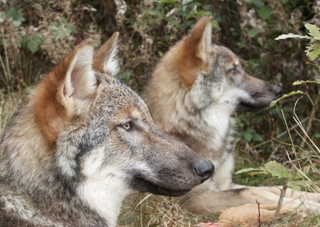 Na stopě vlkům a rysům, co udržují zdravější divočáky i vysokou - iDNES.cz