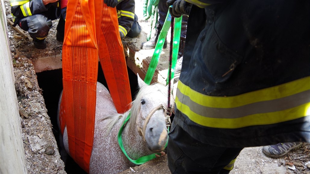 Hasiči vytáhli kobylu, která spadla do sklepa domu určeného k demolici ...