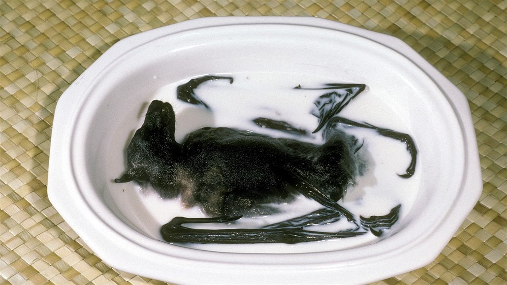 Krutá gastronomie: kaloň vařený zaživa je tichomořskou delikatesou ...