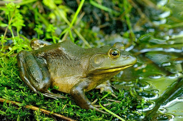 Fotogalerie: Skokan volský (Lithobates catesbeianus)