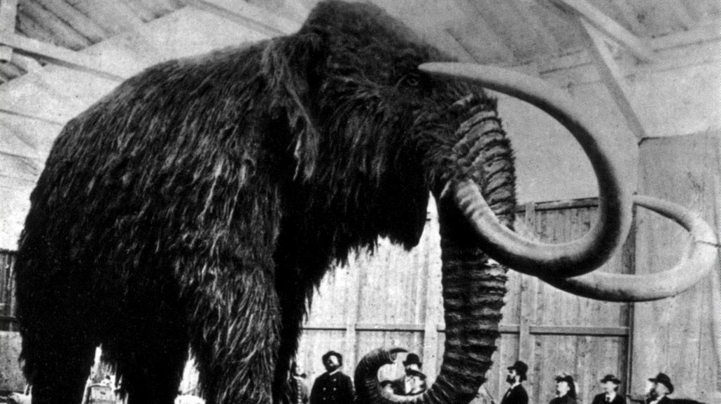 Mamut srstnatý vymřel kvůli žízni. Je to varování, míní vědci - iDNES.cz