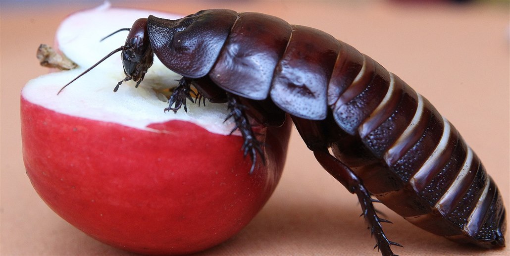 VIDEO: Chovatel má pokoj se stovkami švábů. Jeden je největší na světě ...