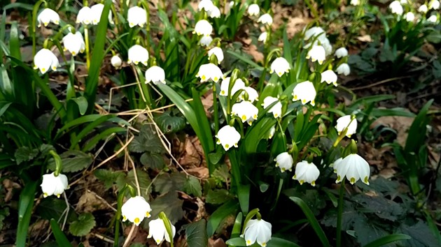 Bledule kvetou v Litovelském Pomoraví - iDNES.cz