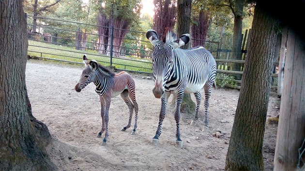 Fotogalerie: Zebra Grévyho, která se narodila v srpnu v zoologické ...