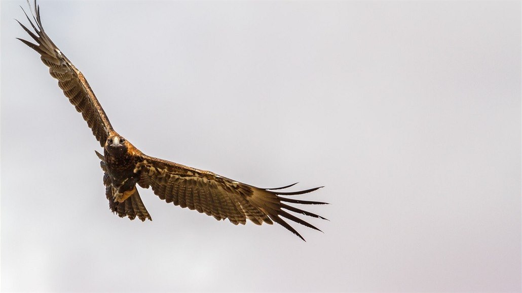 VIDEO: Proleťte se nad východní Austrálií jako orel, který natáčí videa ...