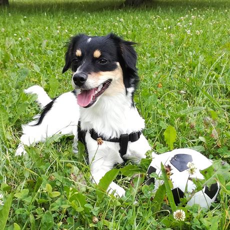 Mala fotbalistka - Nejkrásnější pes - iDNES.cz