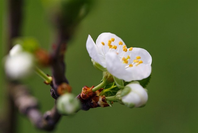 Pro barborky by dnes měly vyrazit hlavně vdavekchtivé dívky - iDNES.cz