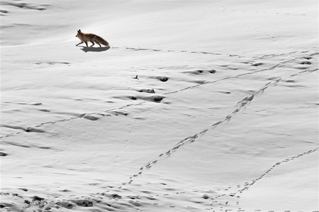 Fotogalerie: Liška vytváří typické stopy ve sněhu