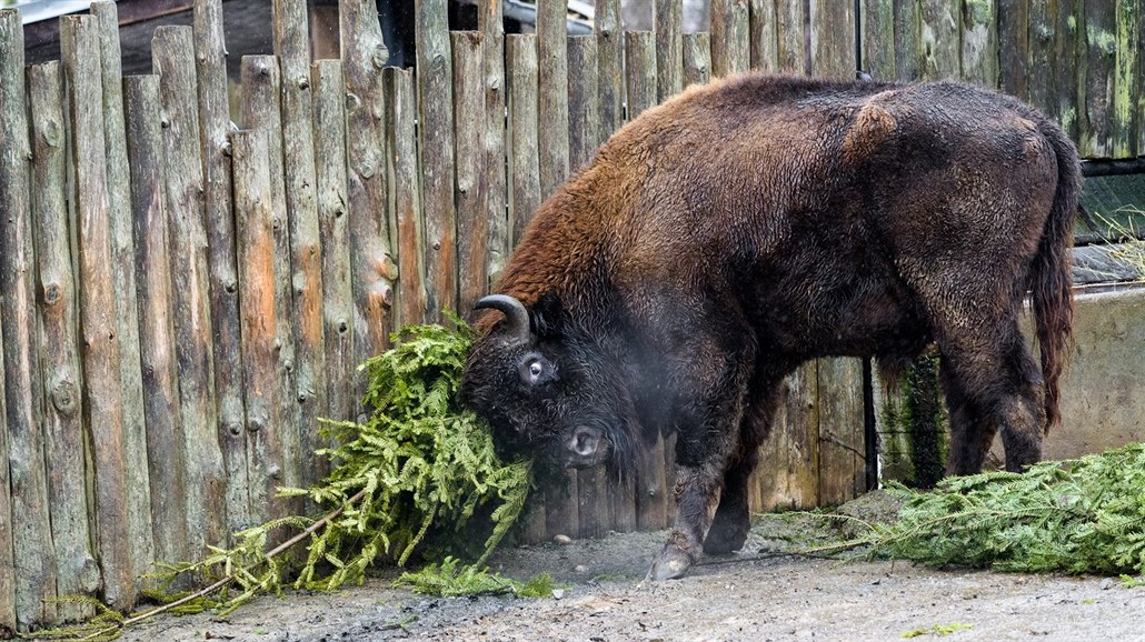 VIDEO: Neprodané stromky skončily v pražské zoo, smlsla si na nich ...