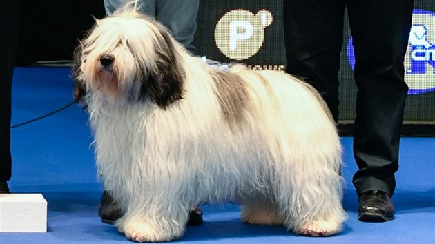 Největší psí krasavci? Malý černobílý pastevecký pes z Polska a pudl ...