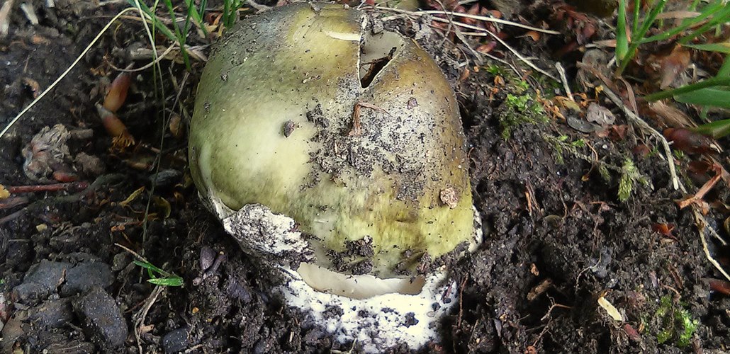 Parky skrývají nebezpečí, jedovatá muchomůrka vypadá jako holubinka ...