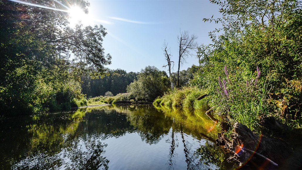Litovelské Pomoraví: rezervací Ramena řeky Moravy na lodi - iDNES.cz