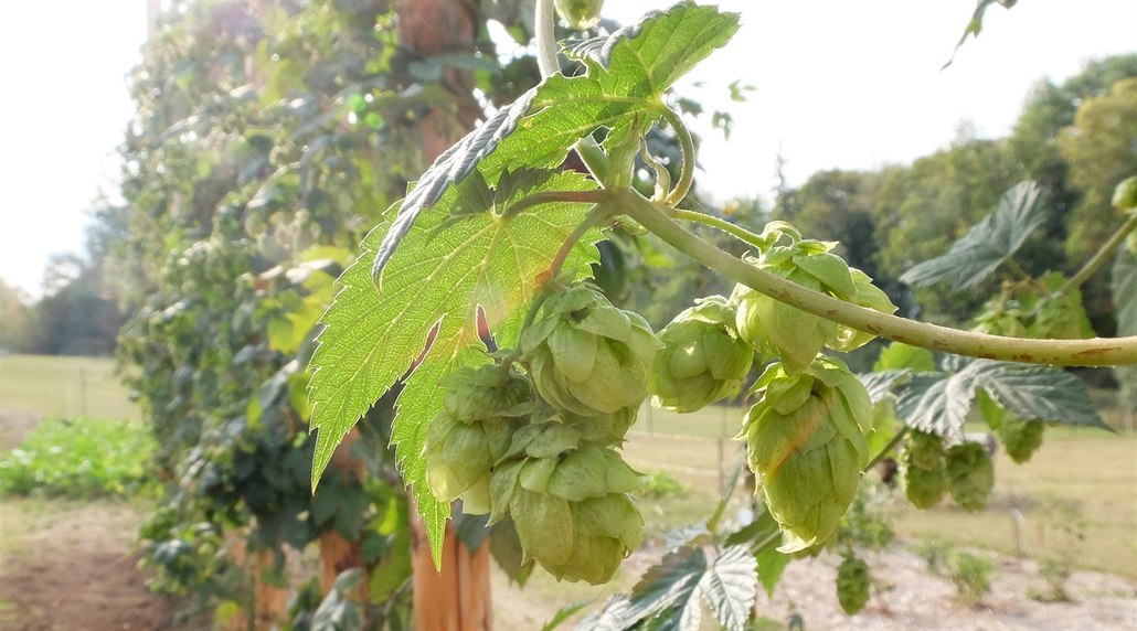 Budějovičtí vědci upravili chmel novou metodou, jako první na světě ...