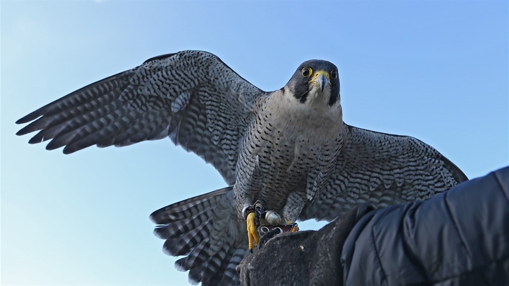 Přírodní antibiotikum? Peří ptáků ukrývá speciální imunitní systém ...
