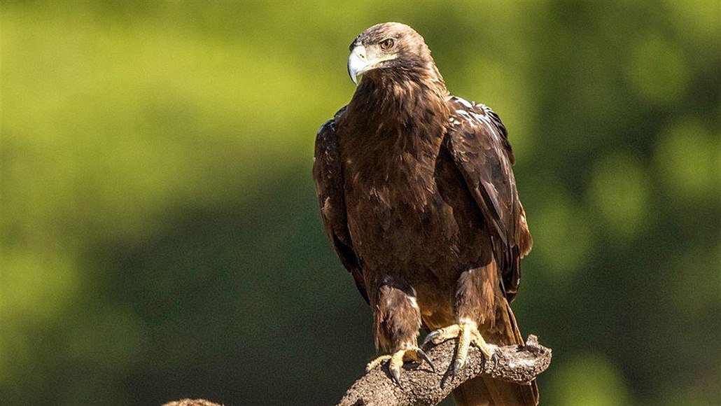 Na jihu Čech poprvé hnízdil pár orla královského, vylíhnutá vejce opustil - iDNES.cz
