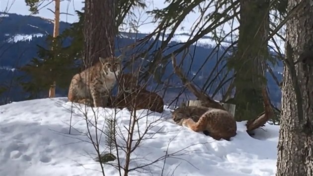 Fotograf natočil odpočívající rysí rodinku.