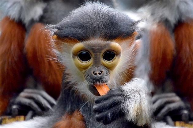 Mláďata nejkrásnějších opic planety na vlastní oči. Čekají je křtiny ...