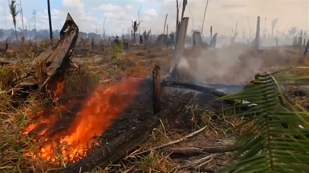 Odlesňování amazonského deštného pralesa vzrostlo o více než 88 procent ...