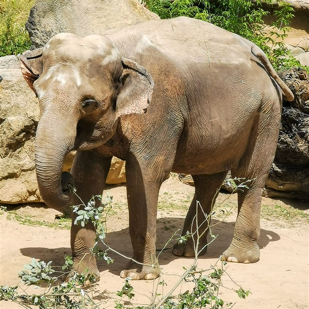 Fotogalerie: Pohodový den slona indického