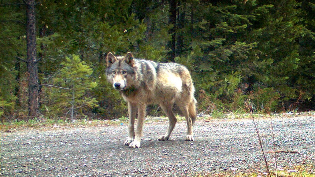 Vlk z Polska hledá partnerku v Čechách, až k Praze ušel 800 kilometrů ...