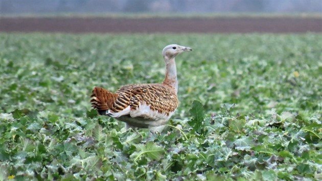 Do Česka po letech zavítal největší polní pták Evropy drop velký - iDNES.tv