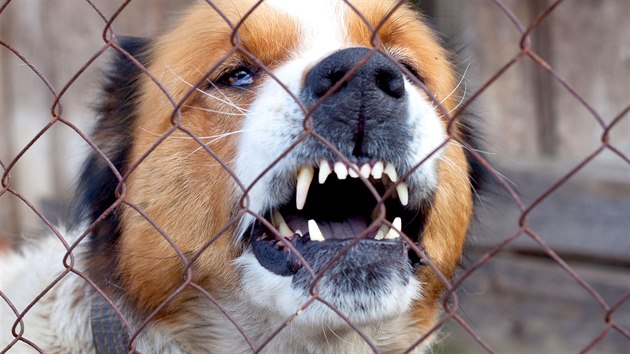 Uprchlá fena lačnila po krvi, ve vesnici pozabíjela téměř 50 domácích zvířat - iDNES.cz