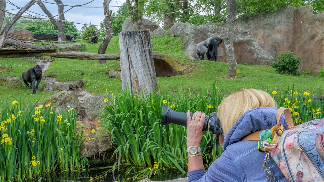 Koronavirus: lidoopi v Zoo Praha a znovuotevření jejich expozice - iDNES.cz