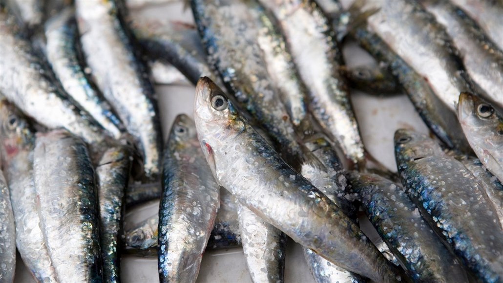 Pozor na sardinky. Vědci v nich zjistili velký obsah mikroplastů - iDNES.cz