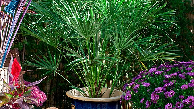 Vysaďte na zahradu palmy. Zajistíte si tak pocit celoroční dovolené ...