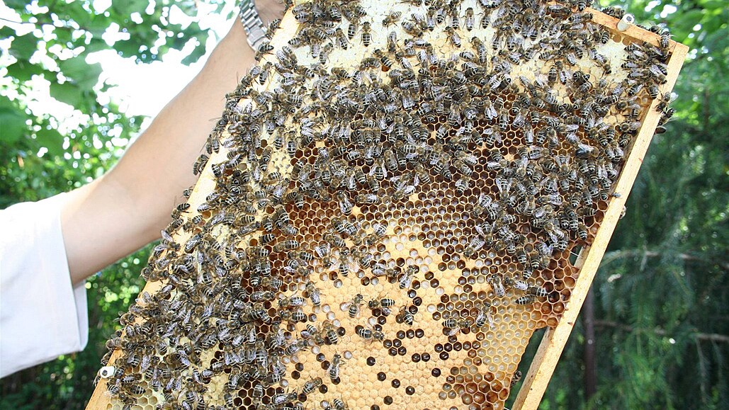 VIDEO: Živý přenos z úlu odhalí tajemství života včel. Máte hned tři ...