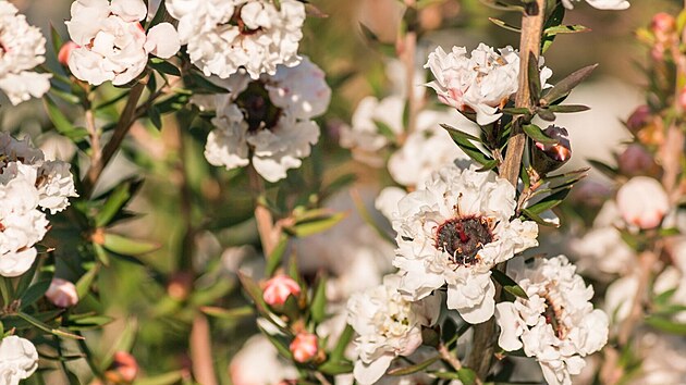 Znáte manuku? Med i olej z ní prospěje zdraví i kráse - iDNES.cz