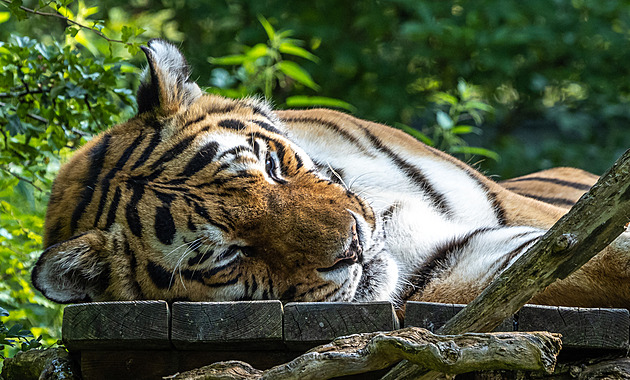 Fotogalerie: Tygr ussurijský (Panthera tigris altaica), též známý jako ...