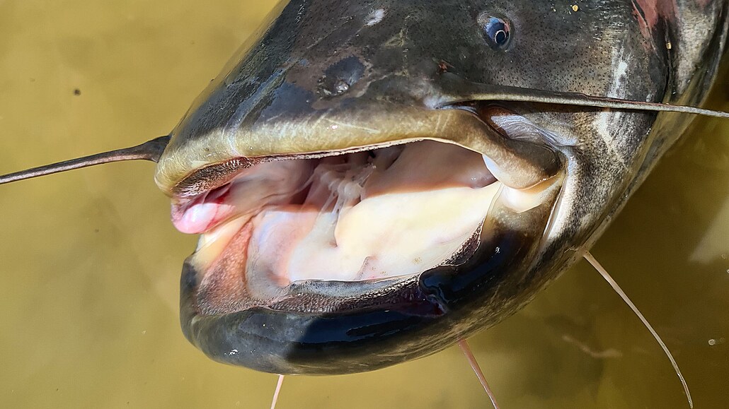 Na Labi natočili, jak sumec ulovil ptáka. Jeho běžná potrava, tvrdí ...