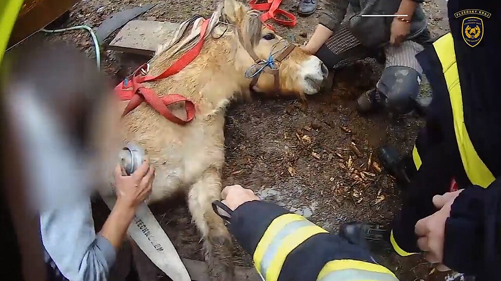 VIDEO: Hasiči museli zaklíněnou kobylu v úzké jímce nadlehčit vodou ...