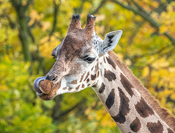 Žirafy na dosah. Ústecká zoo postaví u pavilonu mohutných savců ...