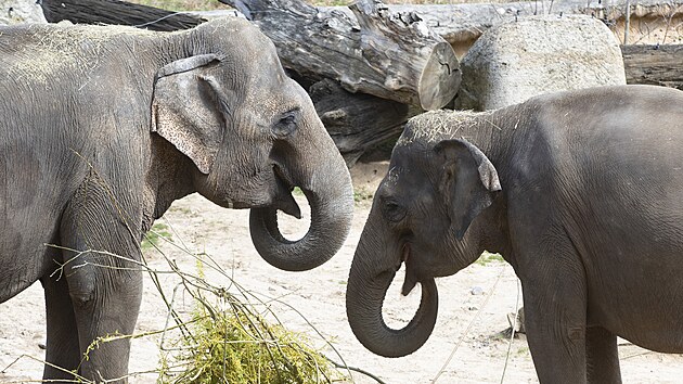 Letní Praha s celou rodinou. Soutěž o vstupenky do zoo, na Hrad i na ...