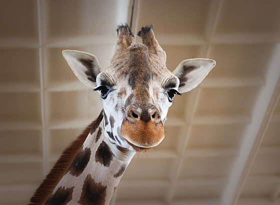 Liberecká zoo sehnala náhradu za uhynulou žirafu, postará se o mládě ...