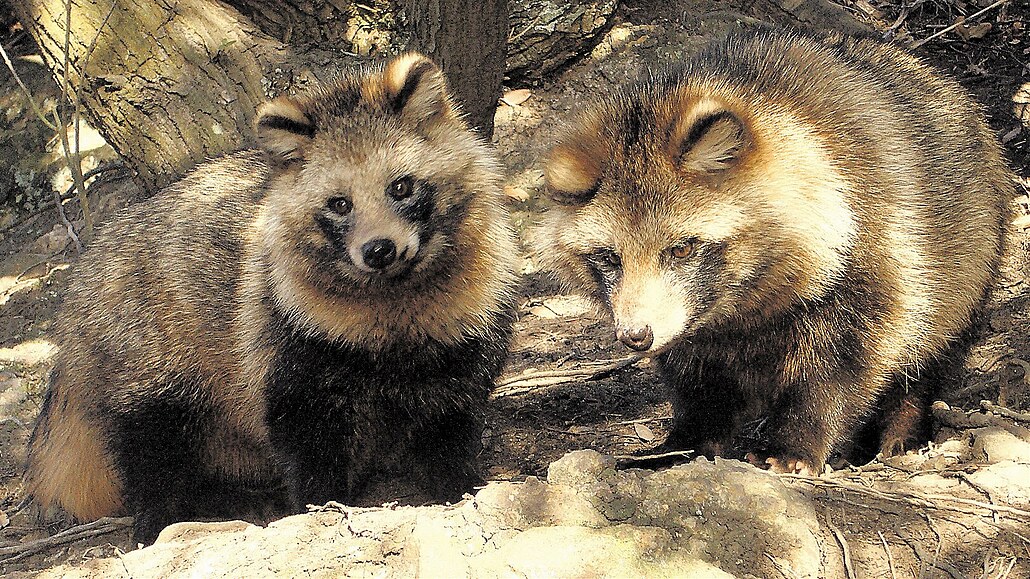 Nejen lišky, ale také mývalové. Krutý způsob lovu smí myslivci použít i ...