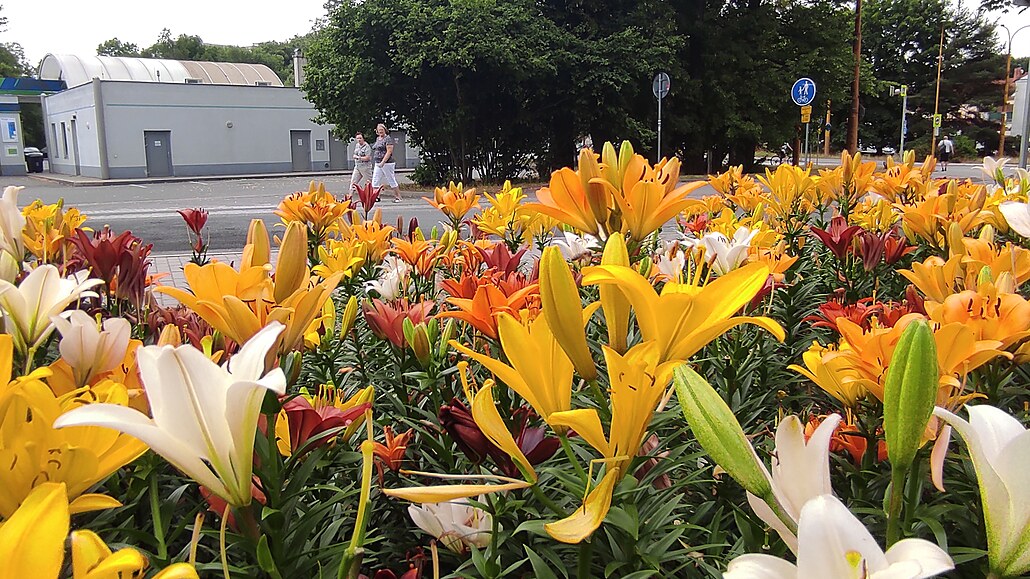 Lidé v Jihlavě obdivují záhony tisíců rozkvetlých lilií, sázely je stroje - iDNES.cz