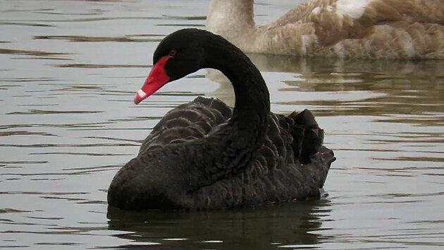 Na Přerovsku se objevila exotická černá labuť, nejspíš někomu uletěla z ...