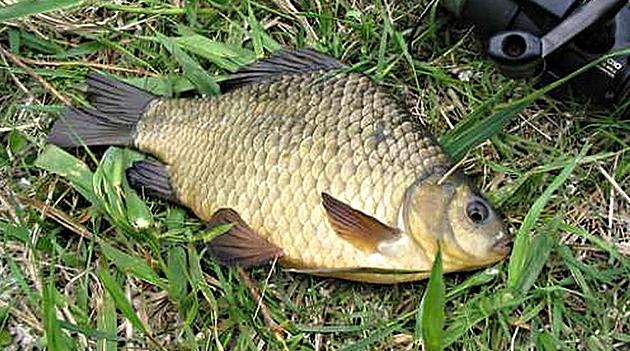 KVÍZ: Poznáte naše ryby podle fotografie? - iDNES.cz