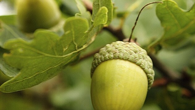 Dub letní (Quercus robur) - iDNES.cz