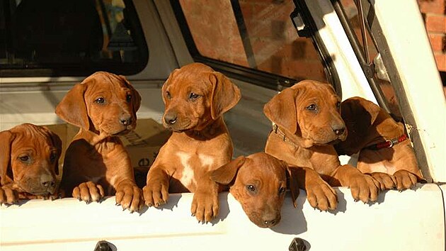 Rhodézský ridgeback - Atlas psů - iDNES.cz