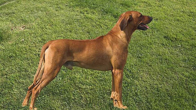 Rhodézský ridgeback - Atlas psů - iDNES.cz