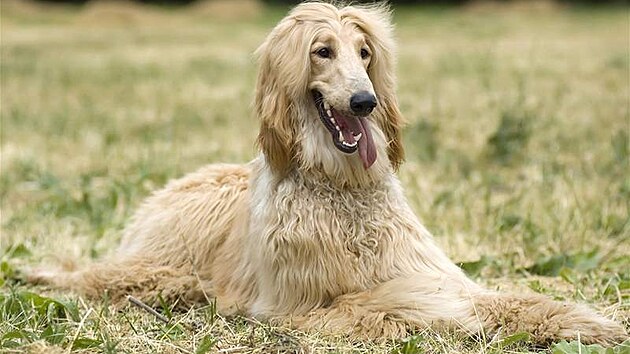 Afghánský chrt - Atlas psů - iDNES.cz