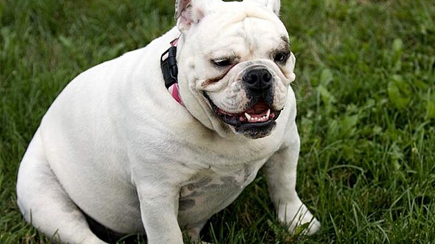Anglický buldok - Atlas psů - iDNES.cz