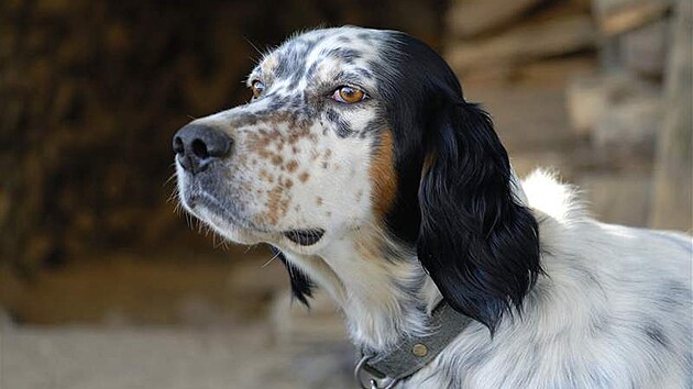 Anglický setr - Atlas psů - iDNES.cz