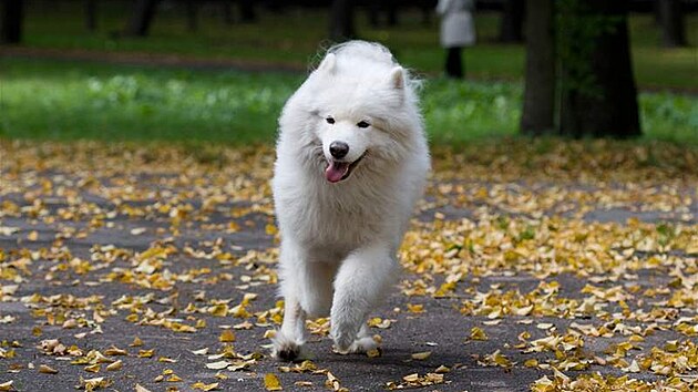 Samojed - Atlas psů - iDNES.cz